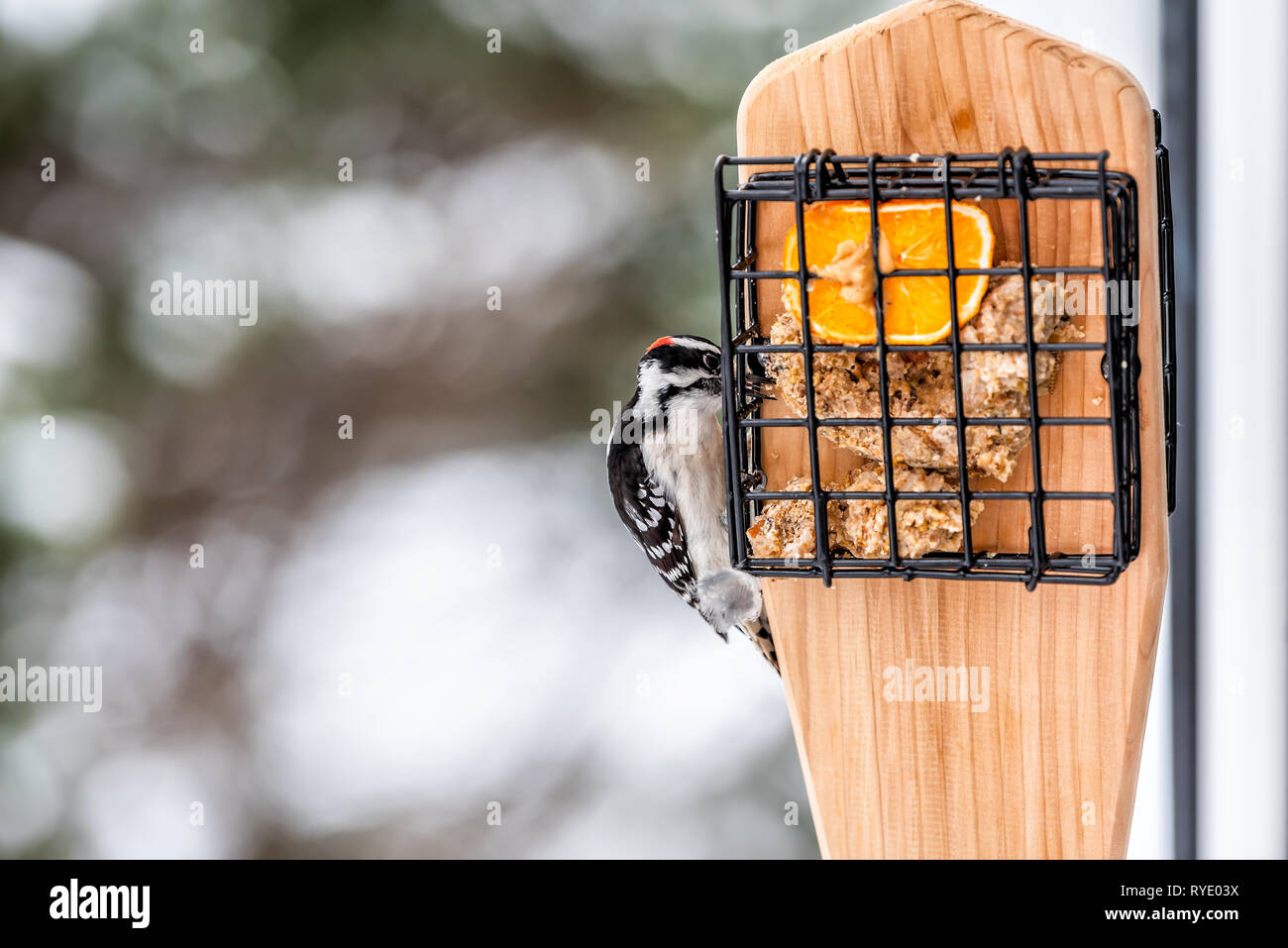 Wooden metal suet feeder cage in Virginia and downy woodpecker male ...