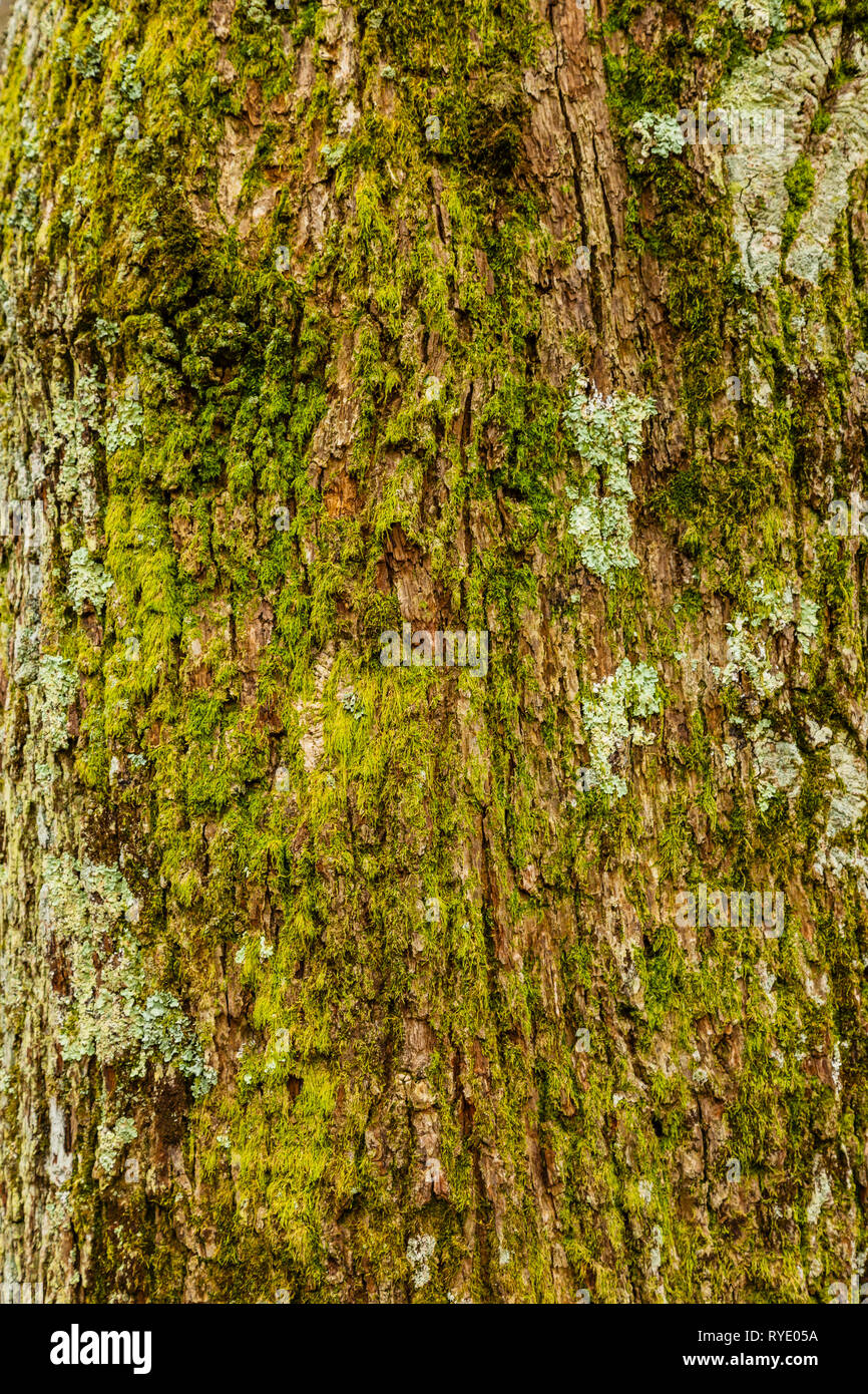 Moss on tree bark hi-res stock photography and images - Alamy