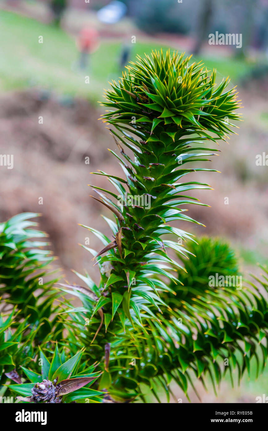 Spikey trees hi-res stock photography and images - Alamy