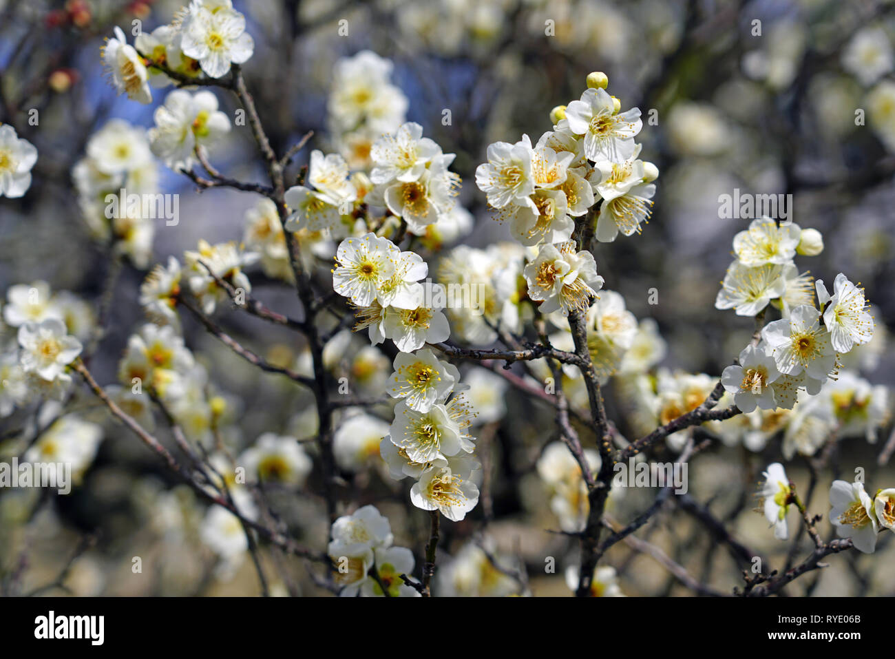 White flower blooms of the Japanese ume apricot tree, prunus mume, in ...