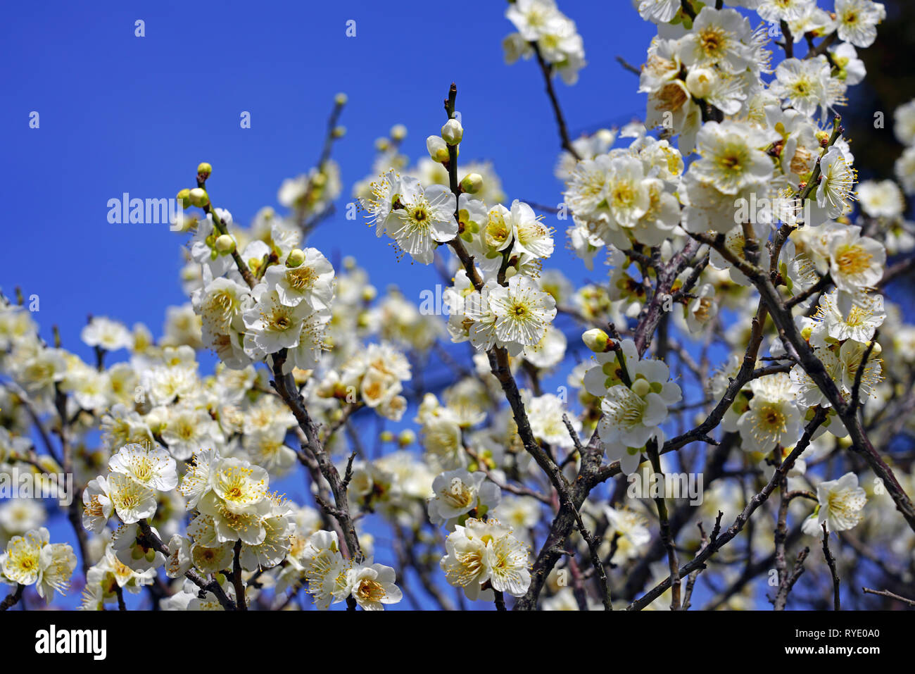 White flower blooms of the Japanese ume apricot tree, prunus mume, in ...