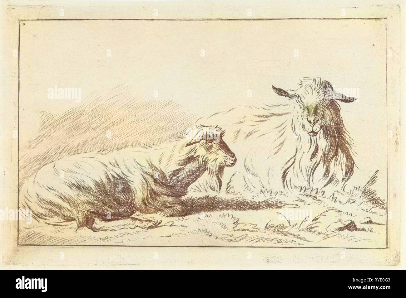 Two reclining goats hi-res stock photography and images - Alamy