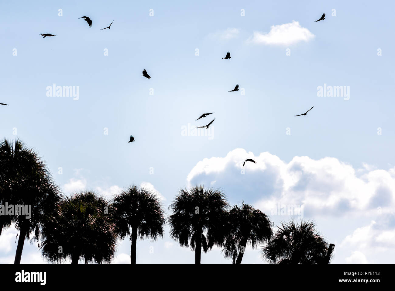 Many birds vultures flying in sky silhouette above palm trees and deep ...