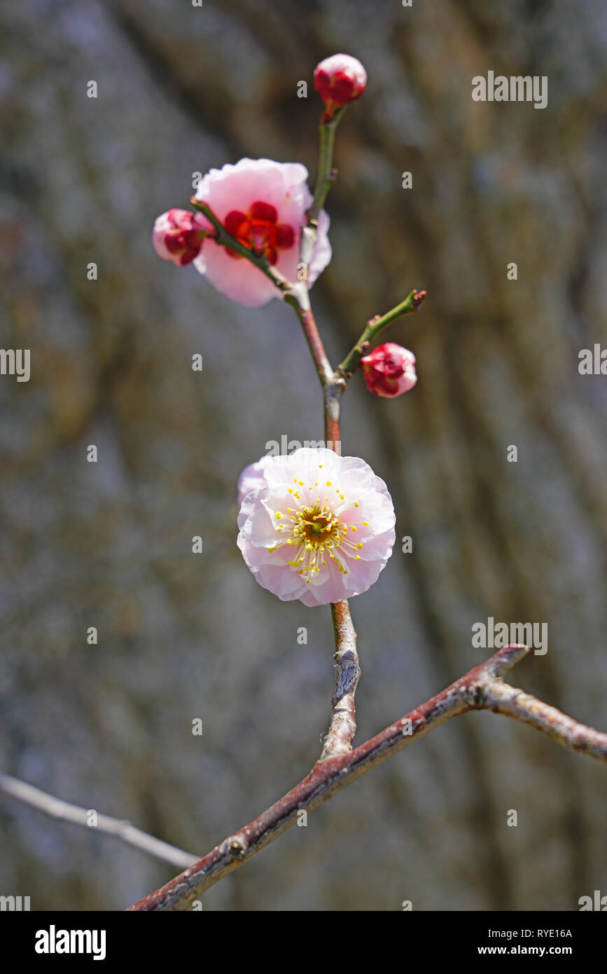 Pink flower blooms of the Japanese ume apricot tree, prunus mume, in ...