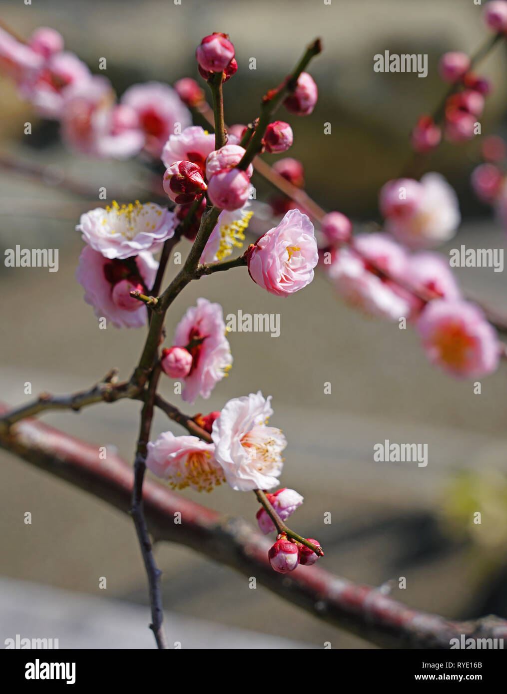 Pink flower blooms of the Japanese ume apricot tree, prunus mume, in ...
