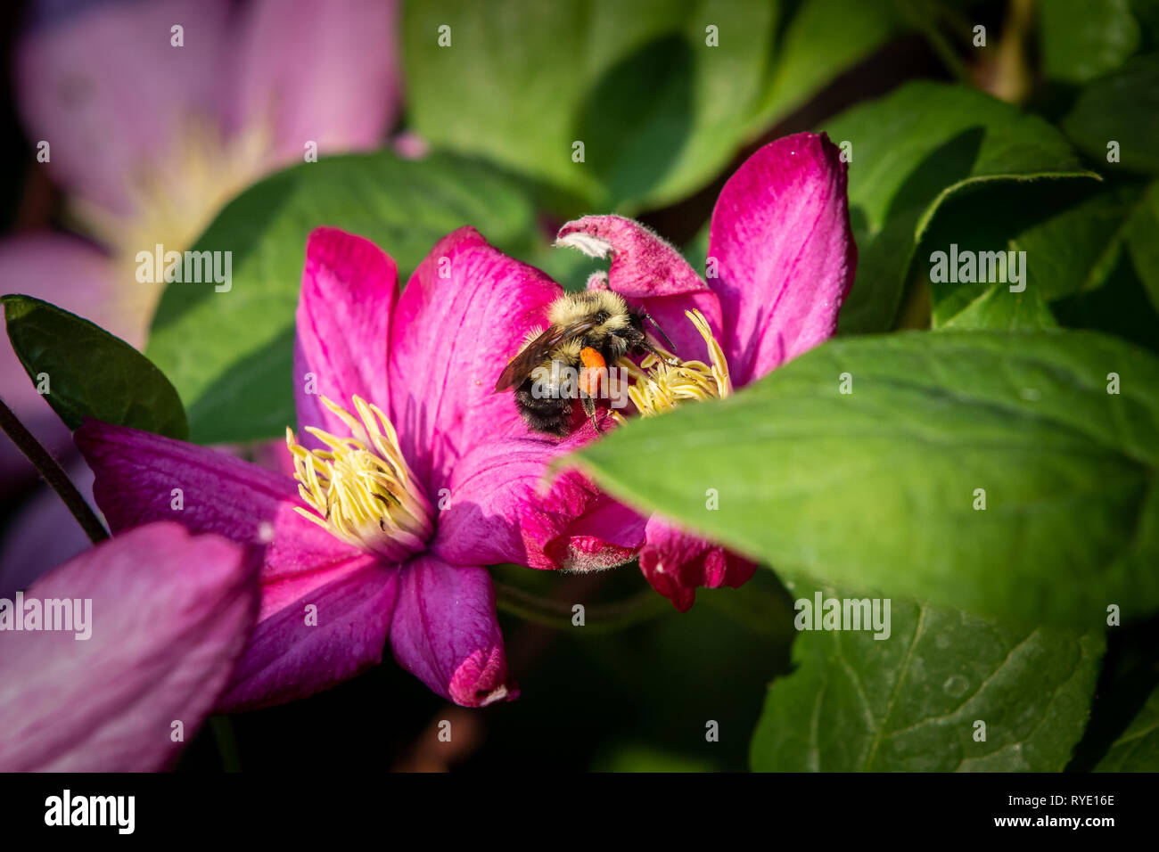Bumble Bee Collecting Pollen on a Clematis Blossom Stock Photo - Alamy