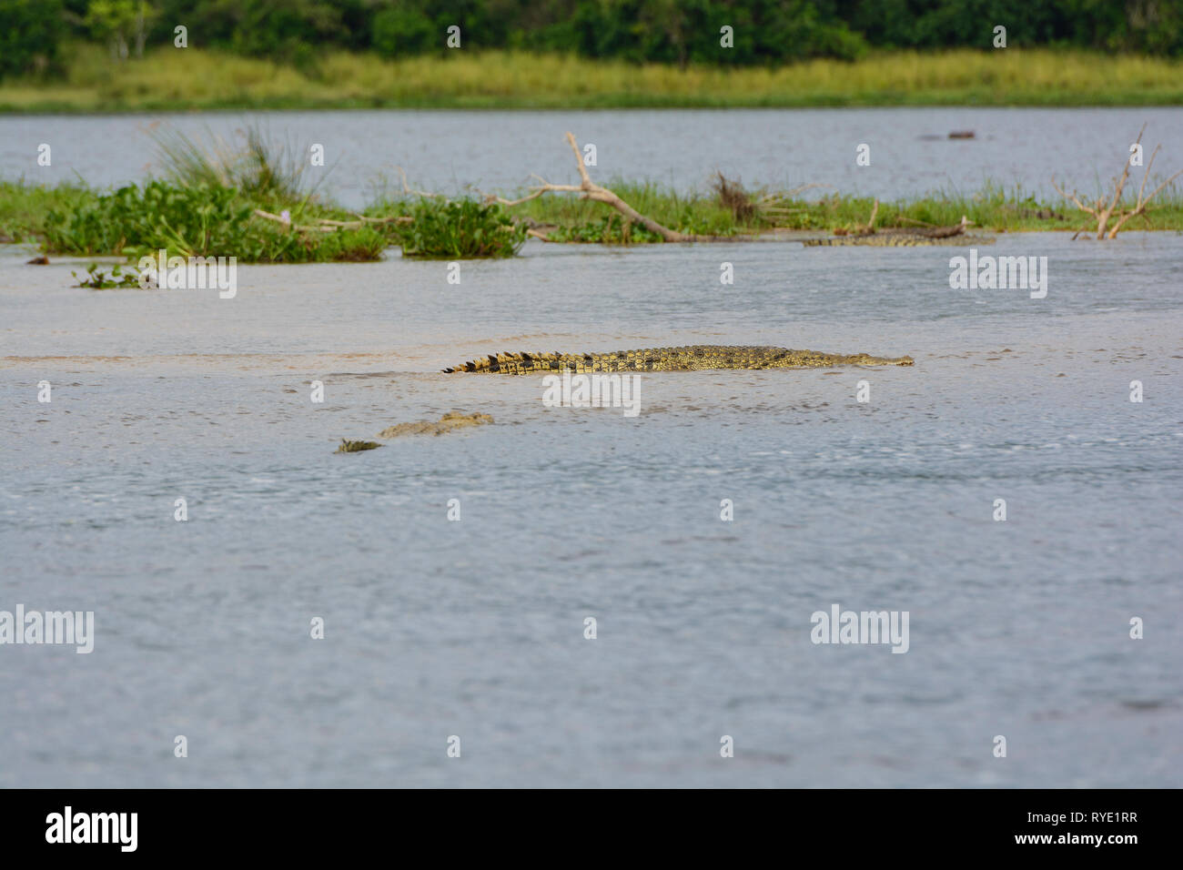 Victoria nile river hi-res stock photography and images - Alamy