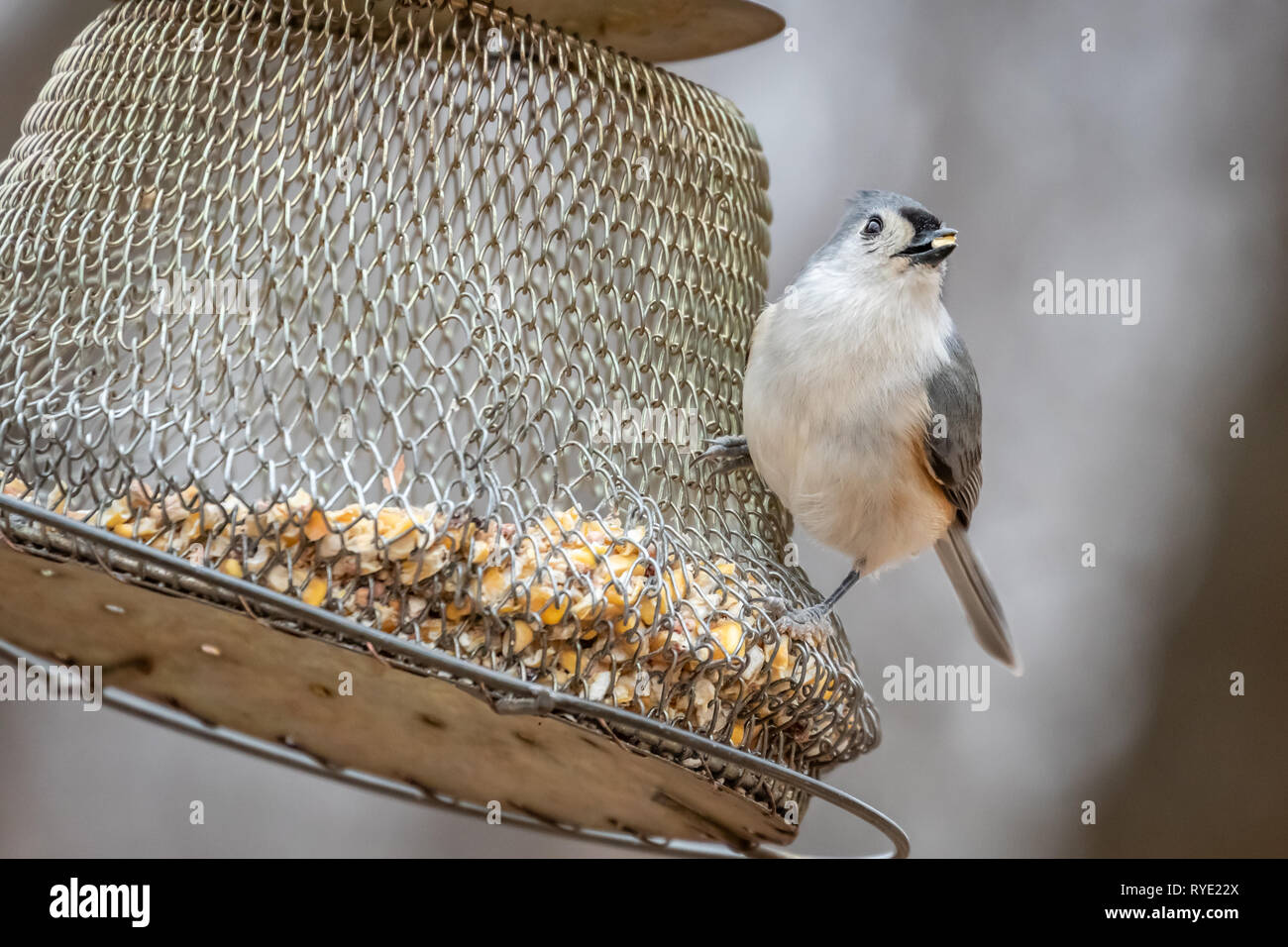 Carolina Chickadee (Poecile carolinensis) at a feeder Stock Photo - Alamy