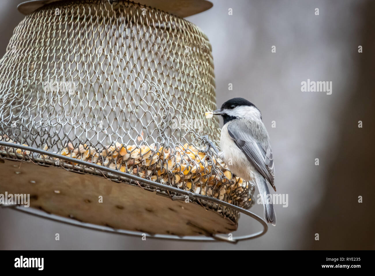 Carolina Chickadee (Poecile carolinensis) at a feeder Stock Photo - Alamy