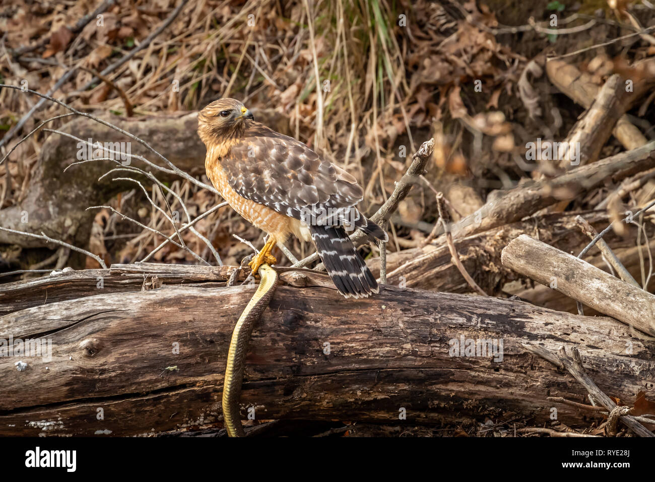 Hawk eating snake hi-res stock photography and images - Alamy