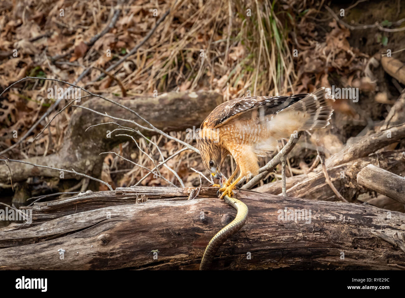 Hawk eating snake hi-res stock photography and images - Alamy