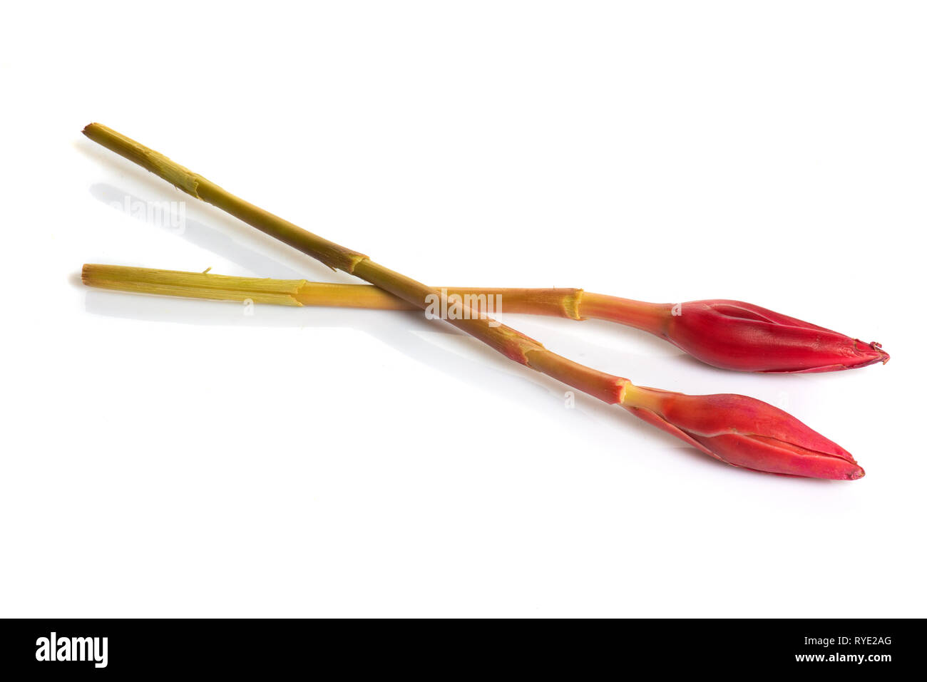 Bunga kantan flower Cut Out Stock Images & Pictures - Alamy