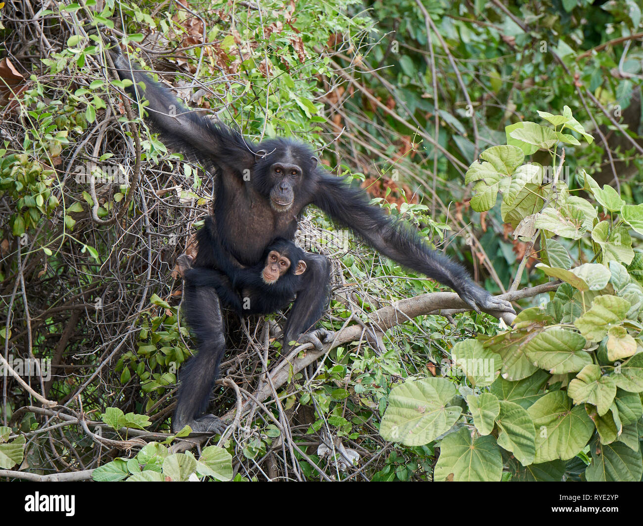 Chimpanzee rehabilitation project hi-res stock photography and images ...