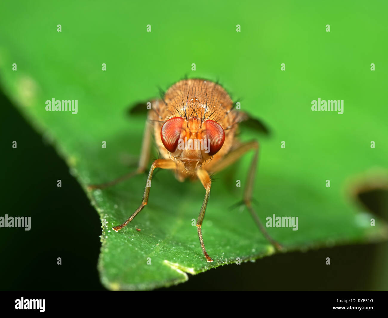 Macro Photography of Head of Little Orange fly on Green Leaf Stock ...
