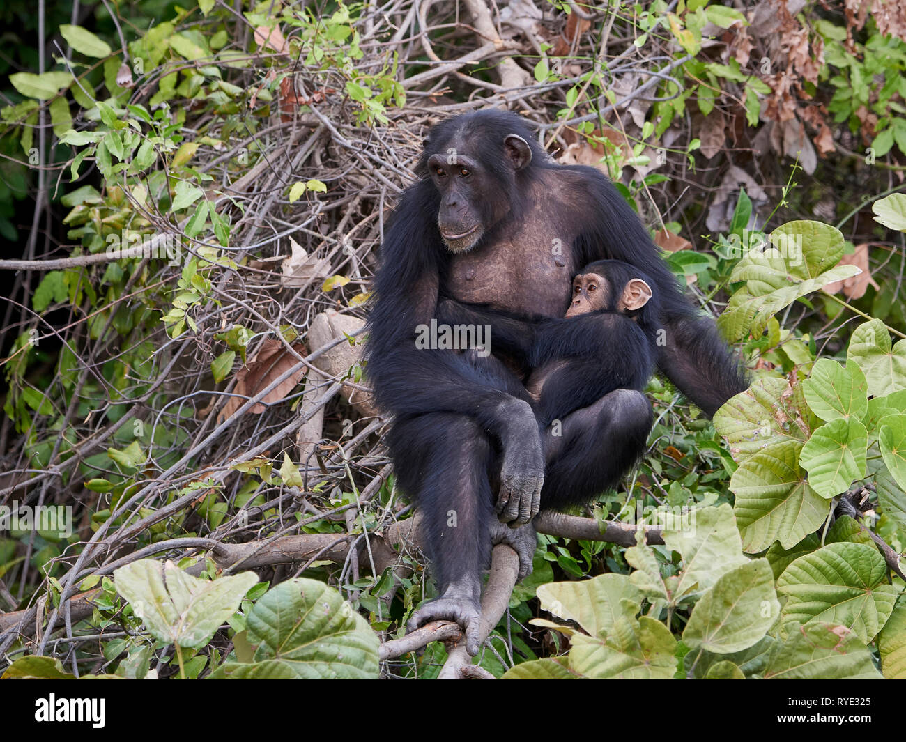 Chimpanzee in its natural habitat on Baboon Islands in The Gambia Stock ...