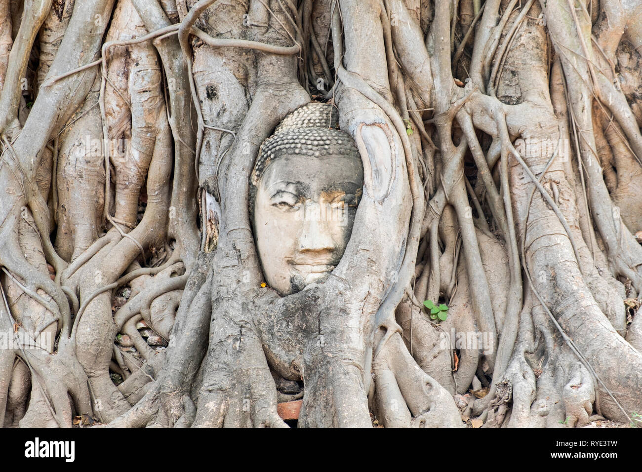 Buddha head in tree roots, Wat Mahathat, Ayutthaya Thailand Stock Photo ...