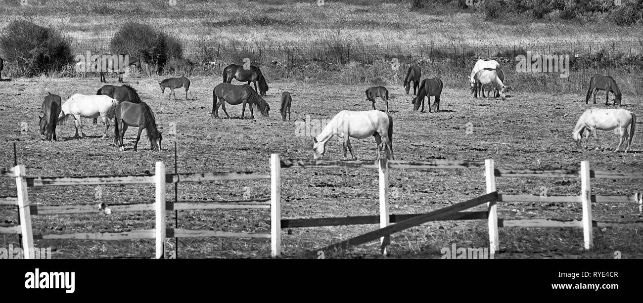 The Skyrian horse (Equus Cabalus Skyriano) is a special Greek horse ...