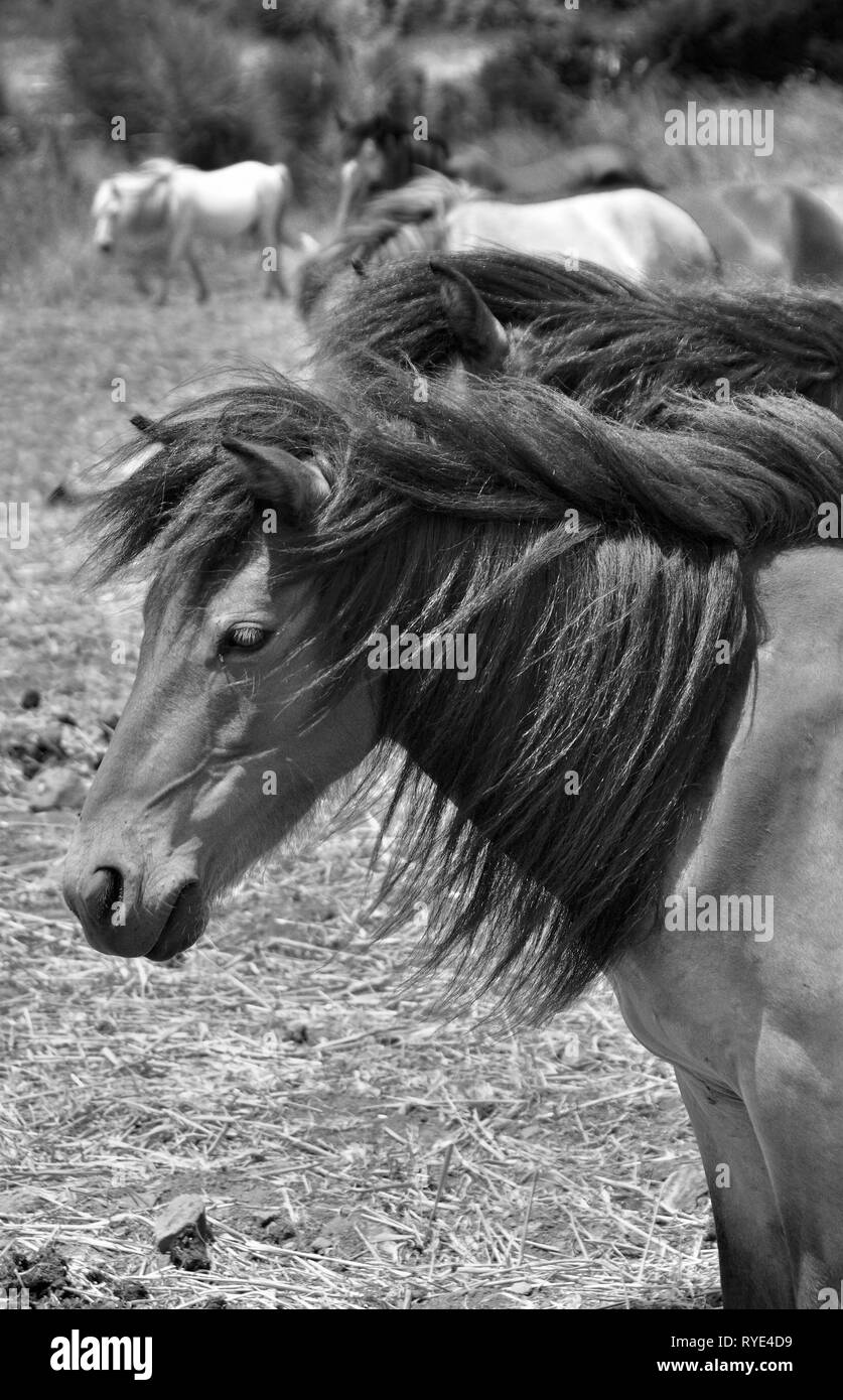 The Skyrian horse (Equus Cabalus Skyriano) is a special Greek horse ...
