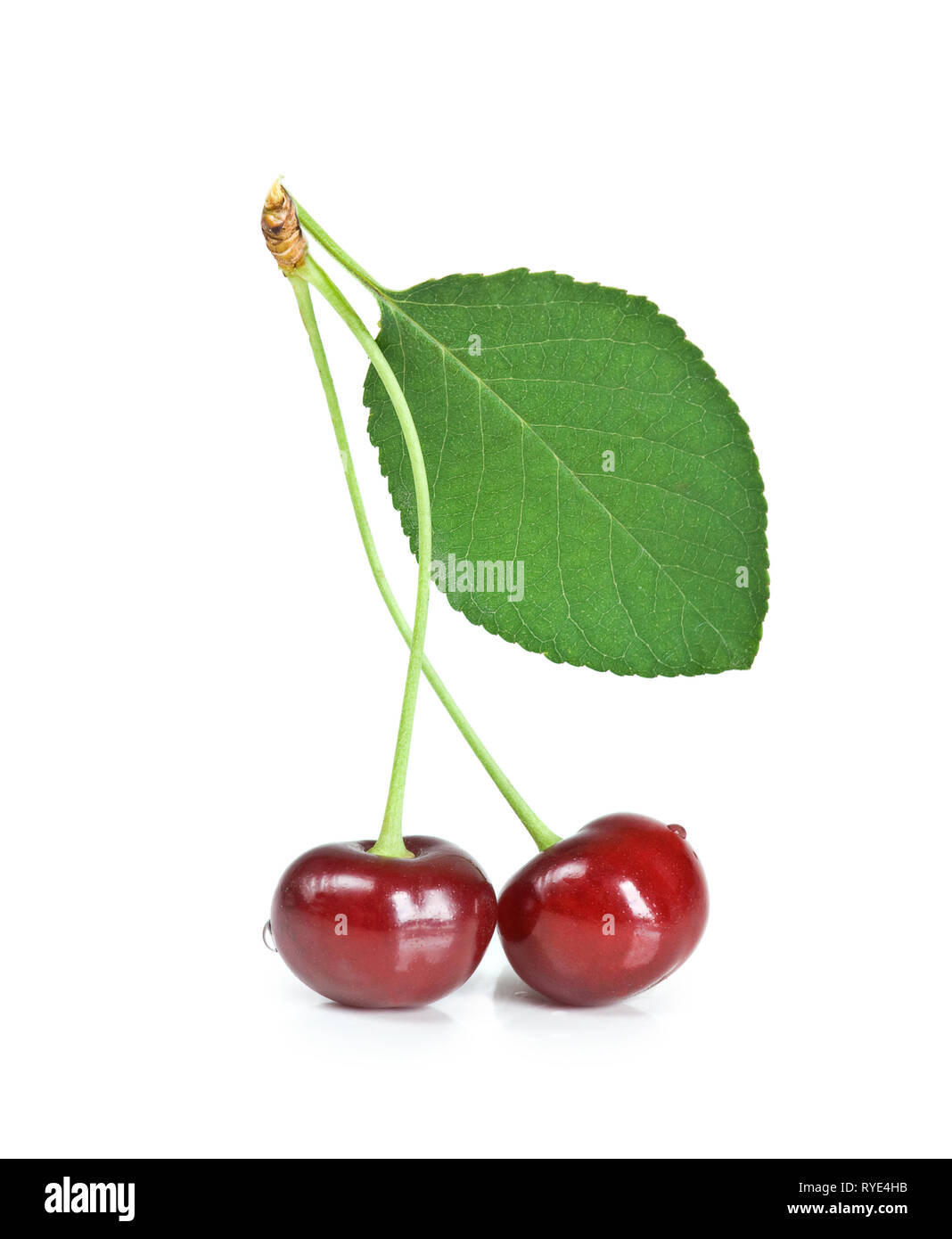 Two ripe cherries with stem and green leaf covered with water drops ...