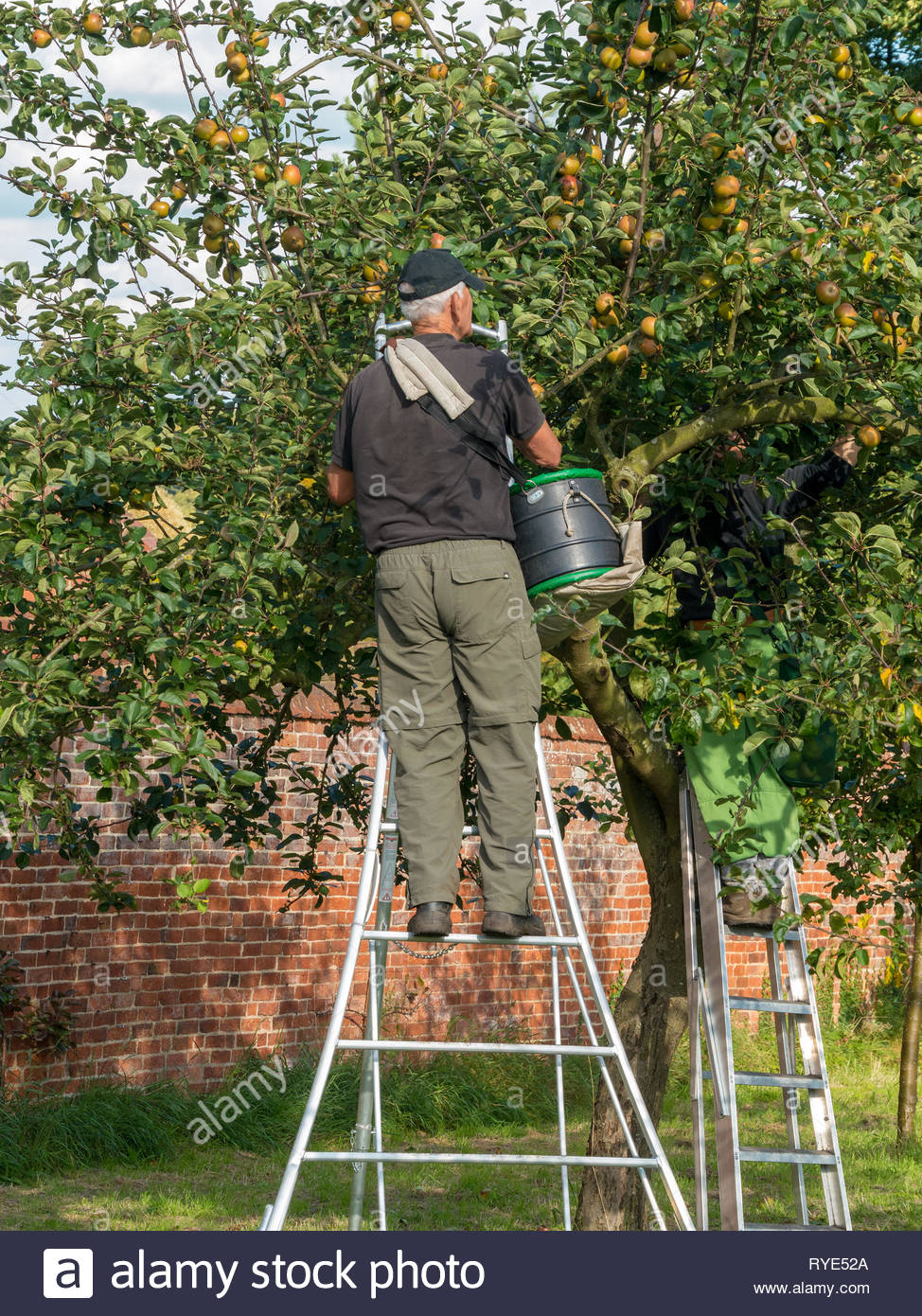 Step Ladder Picking Fruit High Resolution Stock Photography and Images ...