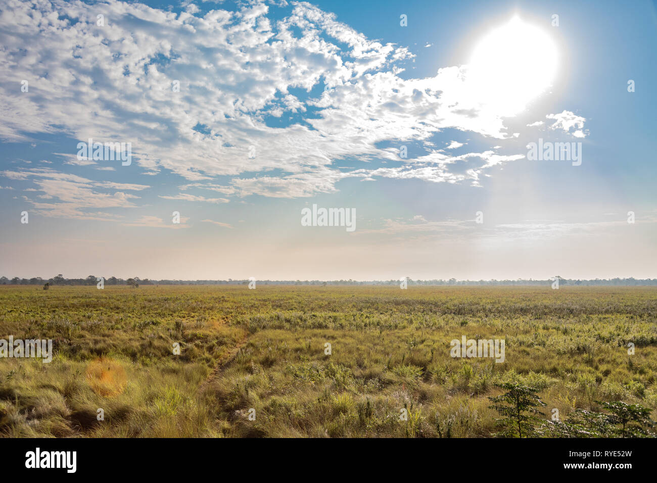 Manas national park and wildlife during daytime and green park Stock ...