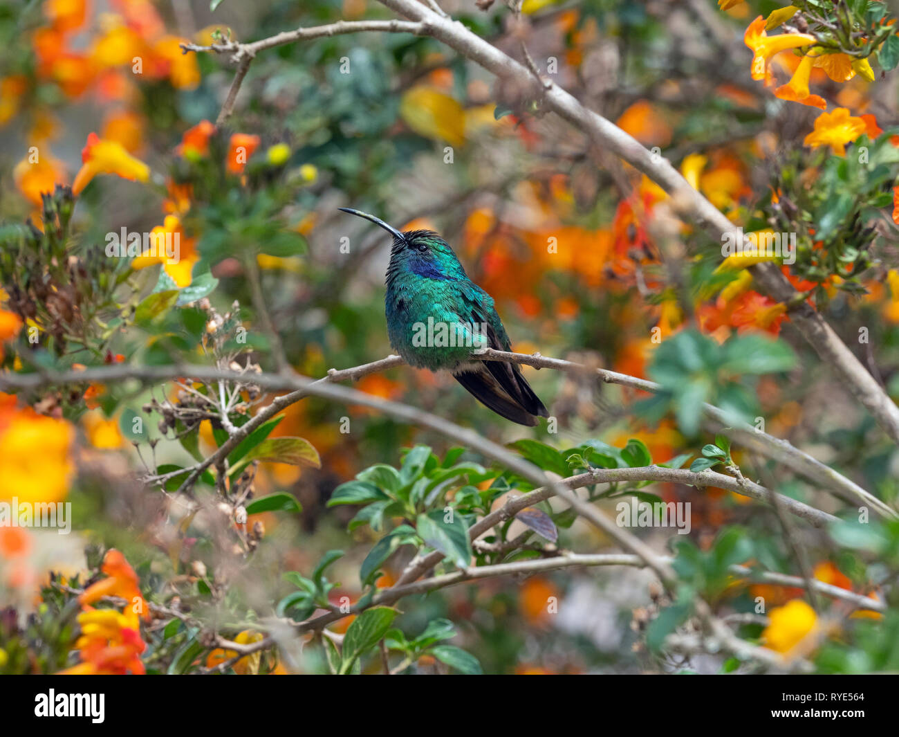 Green Violet-ears Colibri thalassinus Costa Rica Stock Photo - Alamy