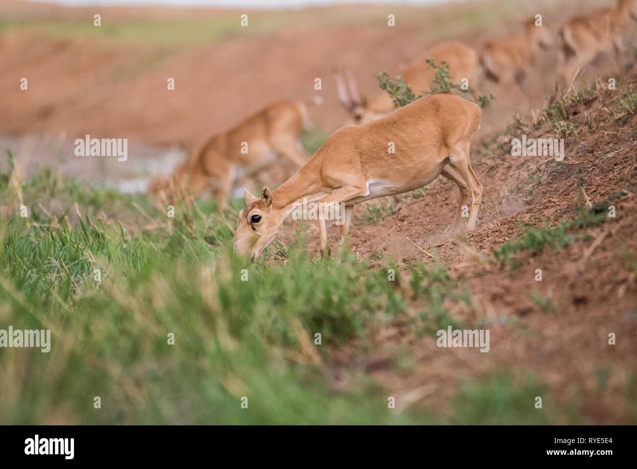 Saiga tatarica is listed in the Red Book, Chyornye Zemli (Black Lands ...