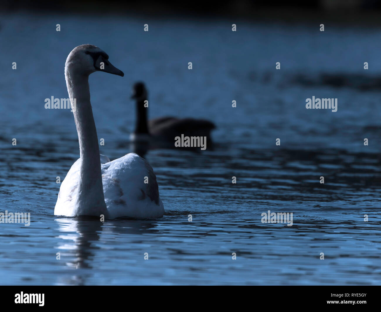Dark blue lake at Petersfield, Hampshire, UK Stock Photo - Alamy