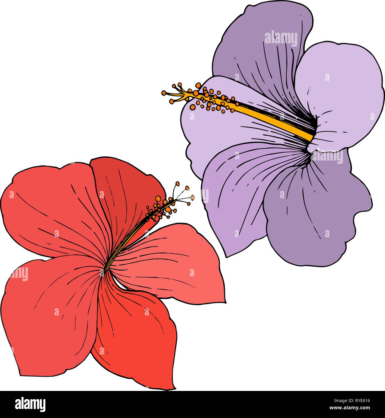 Vector Hibiscus floral tropical flowers. Engraved ink art. Isolated hibiscus illustration ...