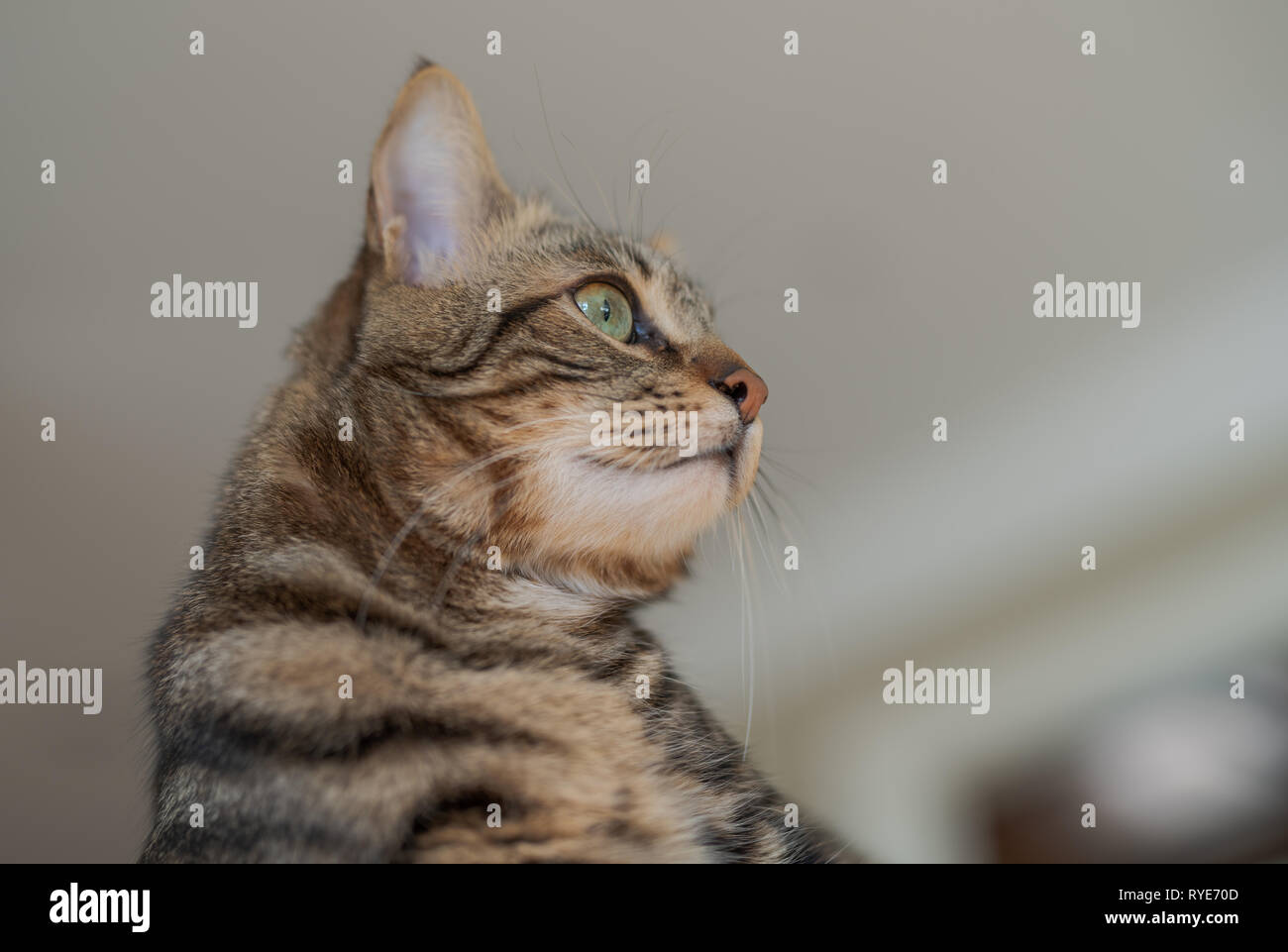 Cute short hair cat looking curious and snooping at home Stock Photo ...