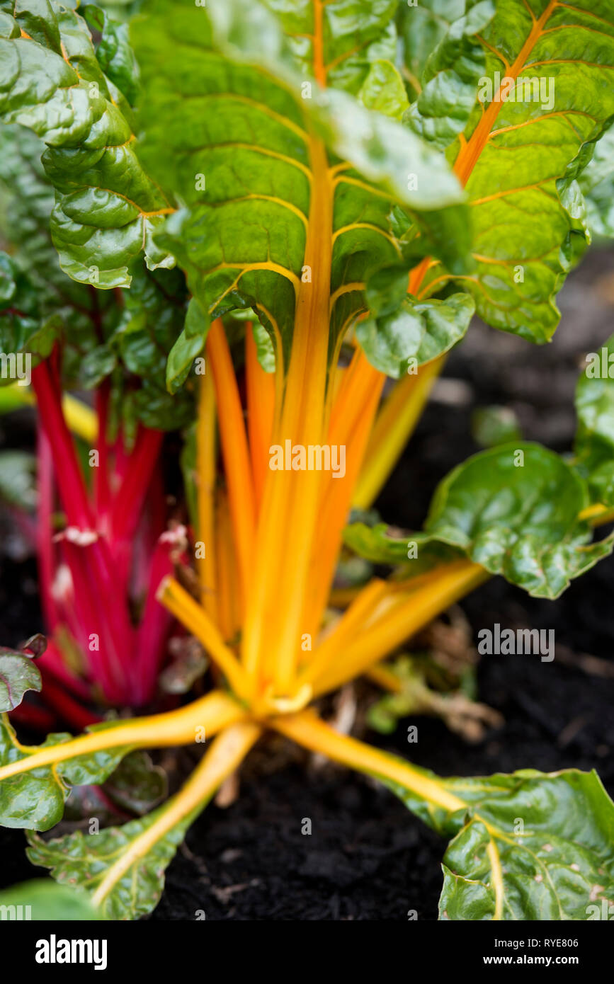 Orange swiss chard hi-res stock photography and images - Alamy