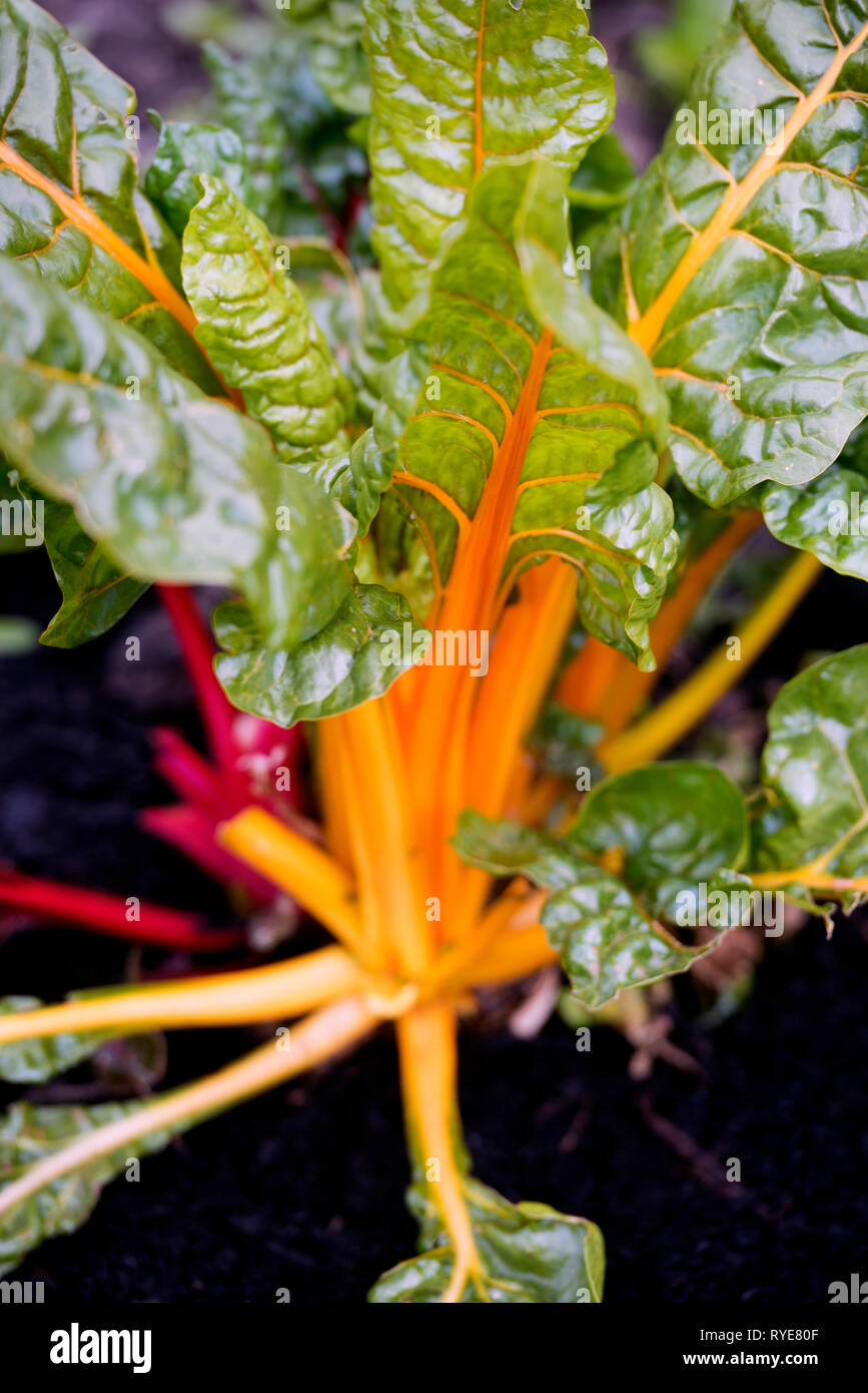 Yellow chard stalk hi-res stock photography and images - Alamy