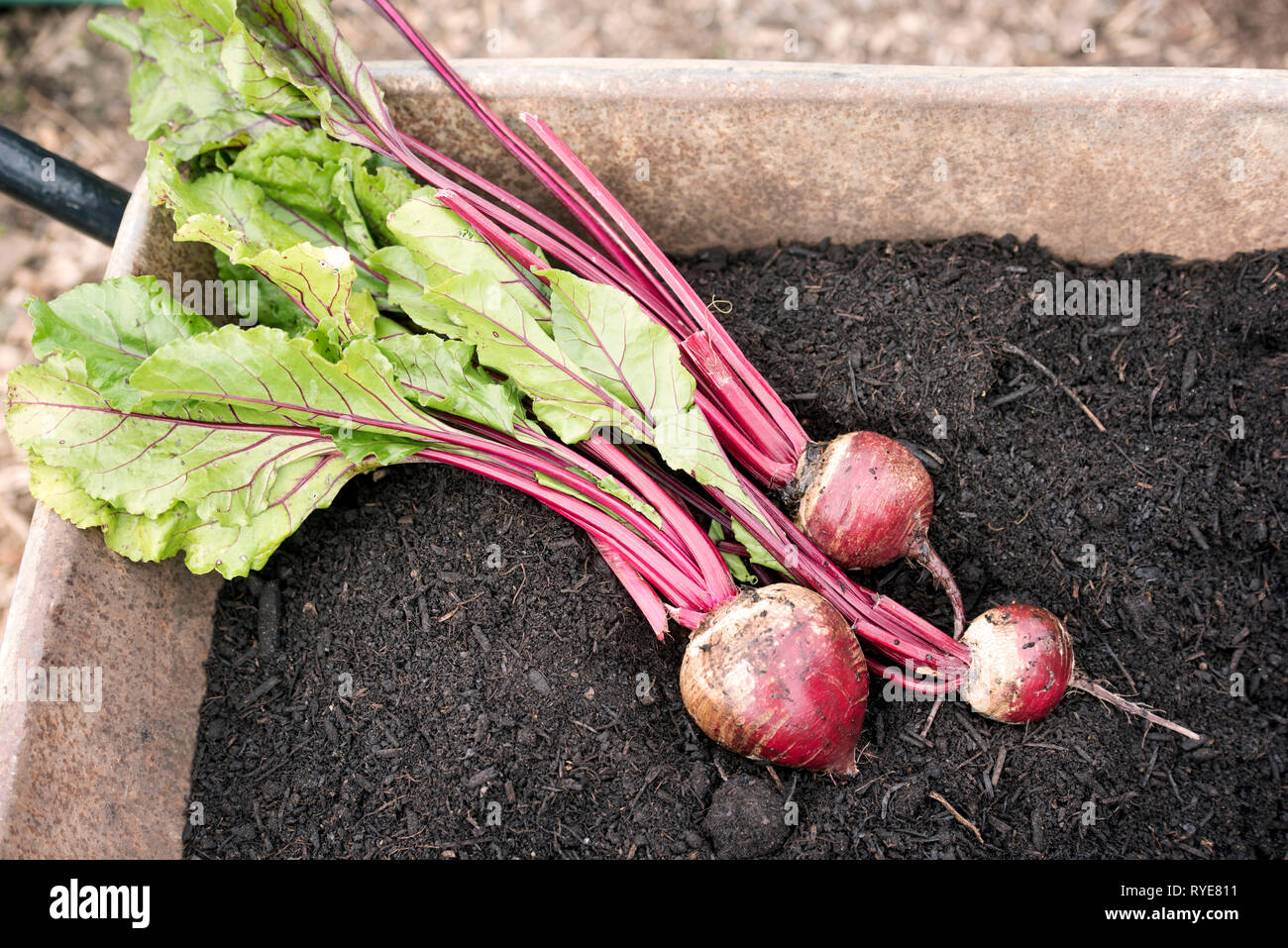Beetroot in a wheelbarrow with compost, UK Stock Photo - Alamy