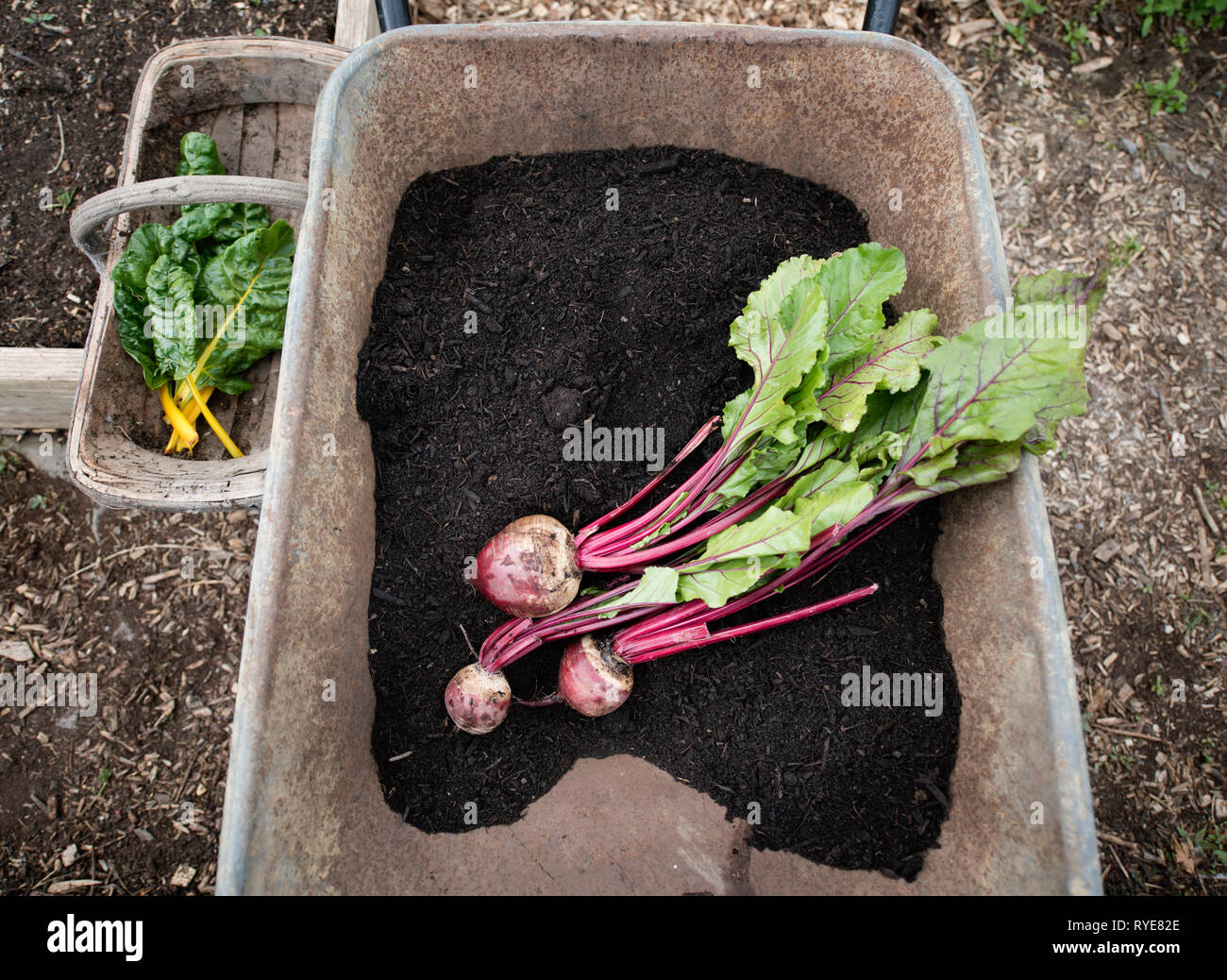 Beetroot in a wheelbarrow with compost, UK Stock Photo - Alamy