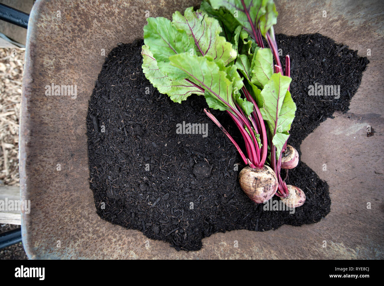 Beetroot in a wheelbarrow with compost, UK Stock Photo - Alamy