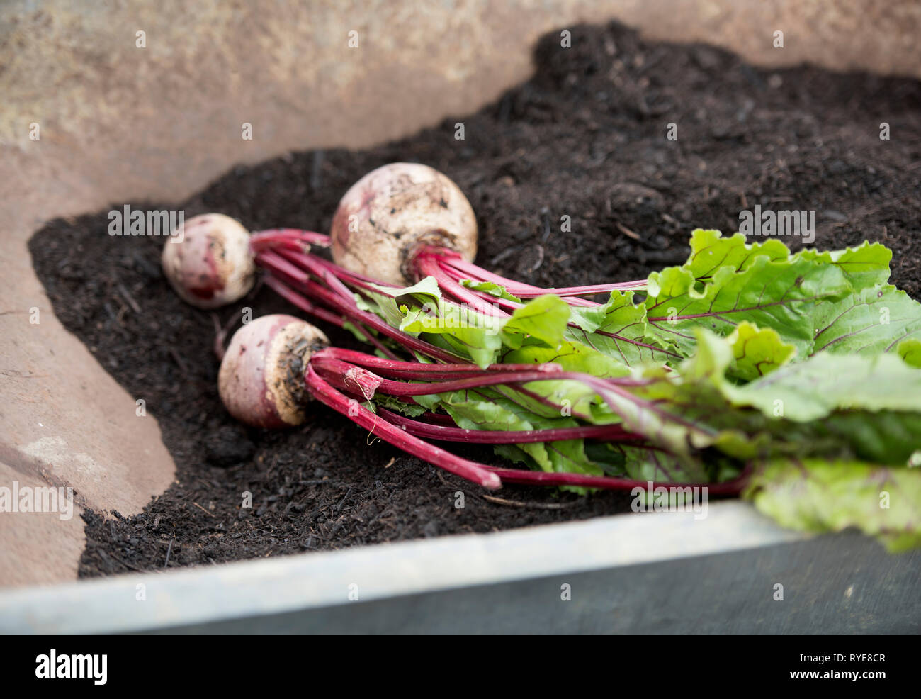 Beetroot in a wheelbarrow with compost, UK Stock Photo - Alamy