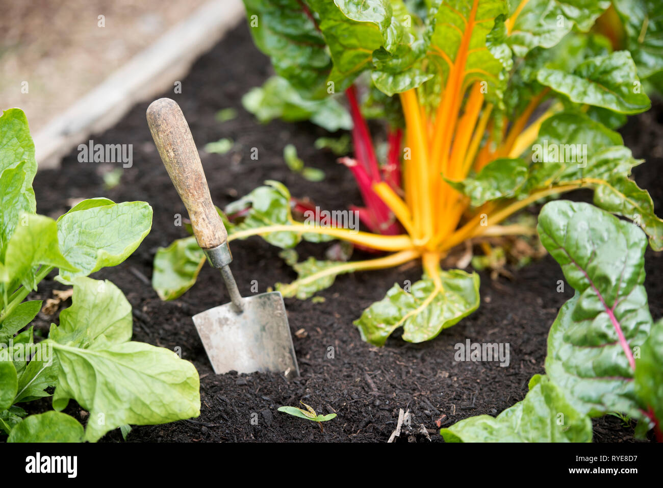 Trowell hi-res stock photography and images - Alamy