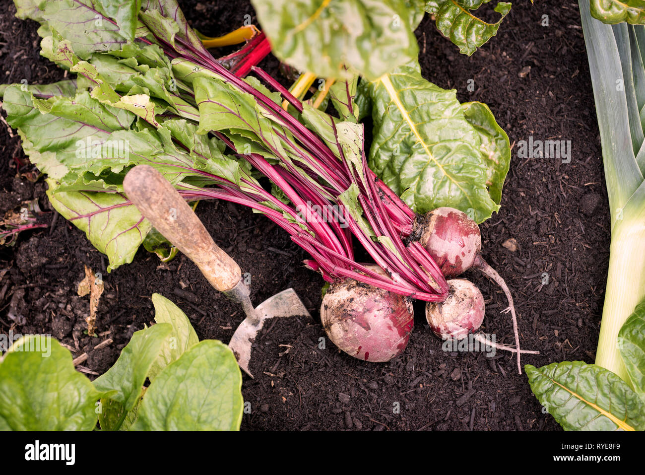 Spinach plot hi-res stock photography and images - Alamy