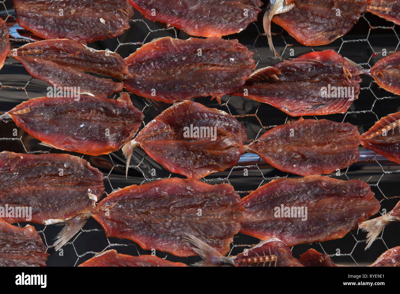 Yellowfish hi-res stock photography and images - Alamy