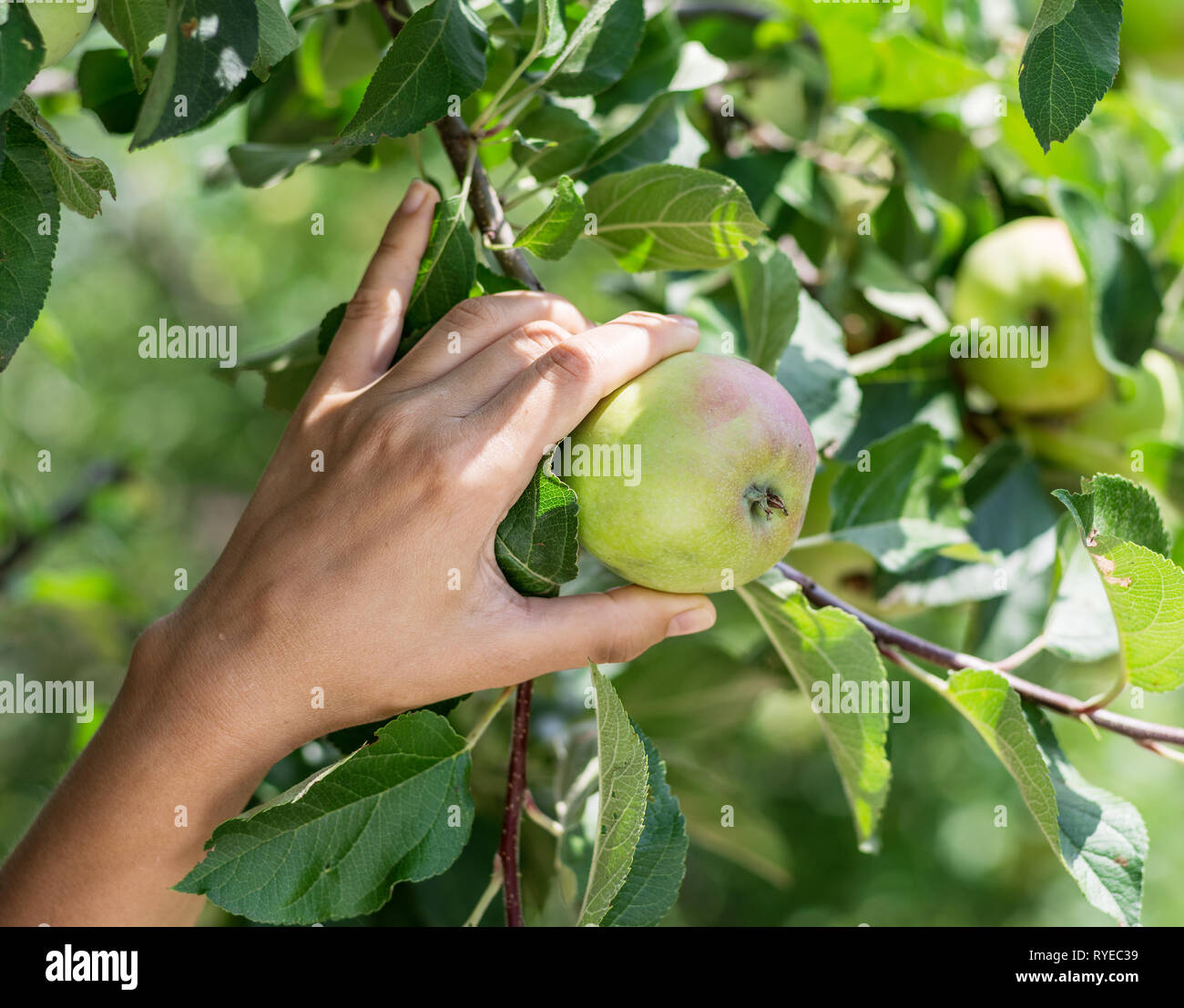 Apple picking. Female hand gathering apple from a tree Stock Photo - Alamy