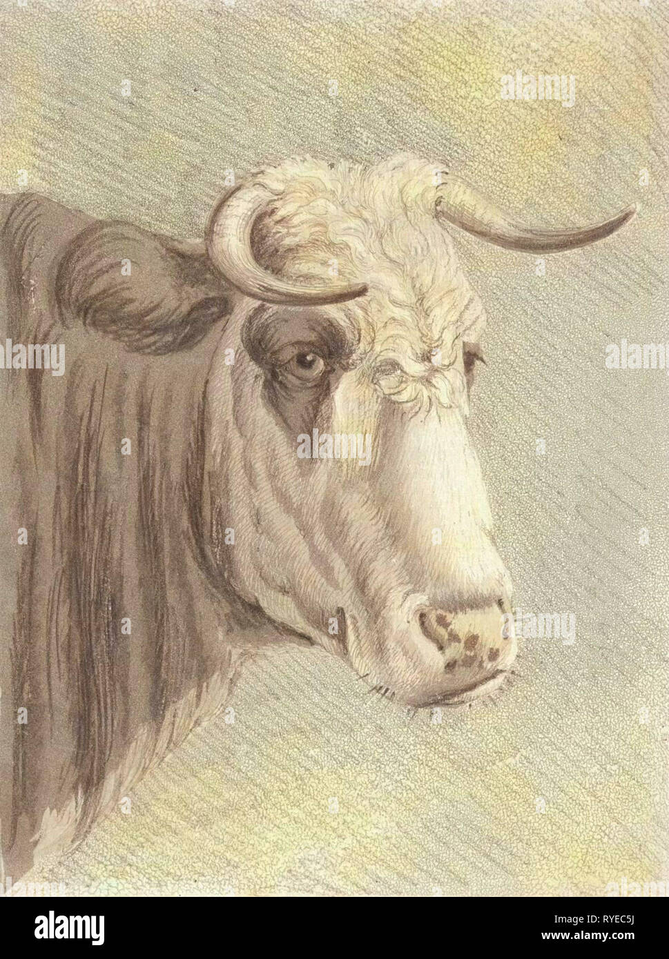 Cows head, Diederik Jan Singendonck, Johann Heinrich Roos, 1813 Stock ...