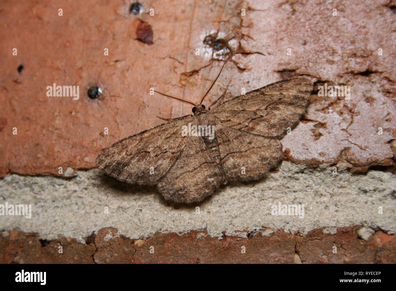 Looper Moth (Geometridae Ennominae Stock Photo - Alamy