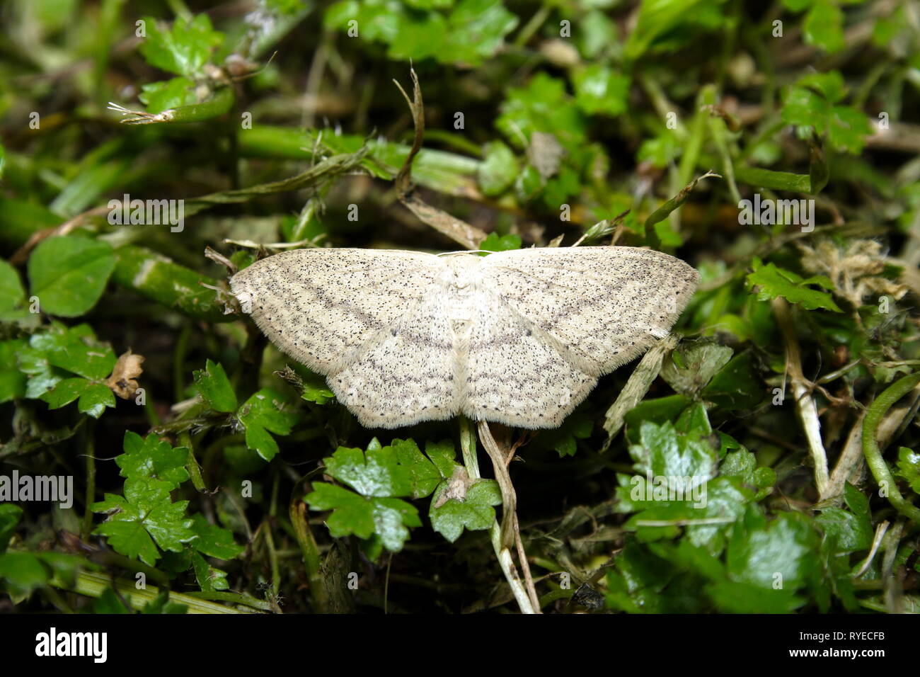 Looper moth hi-res stock photography and images - Alamy