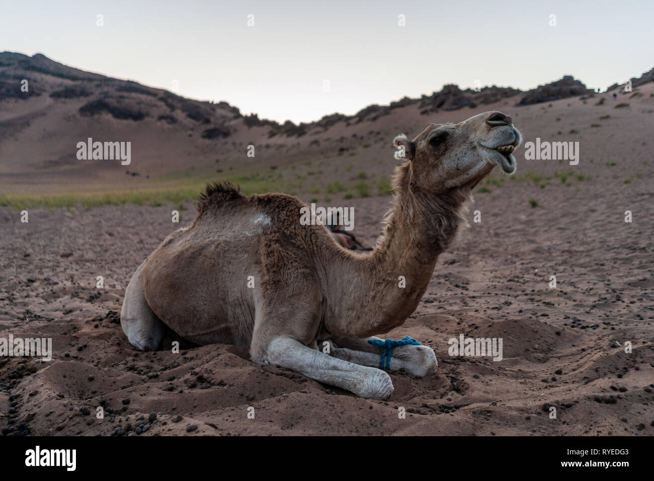 Camel sitting on sand in Sahara desert Stock Photo - Alamy