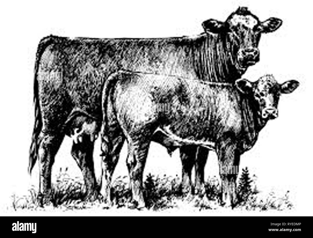 Vintage illustration of cow/s Stock Photo - Alamy