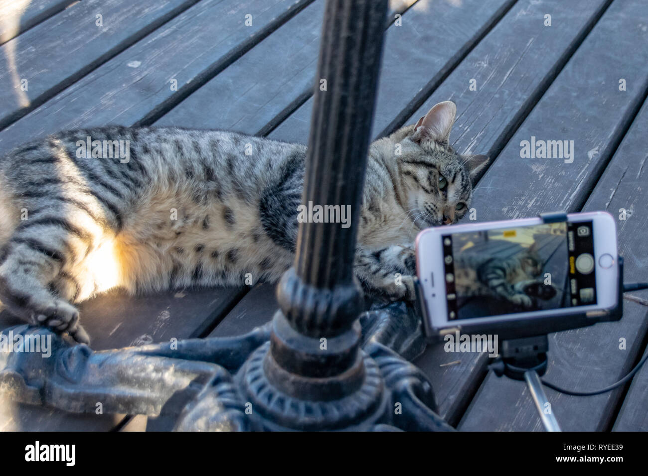 Photographing a tabby cat on a mobile phone with a selfie stick Stock ...