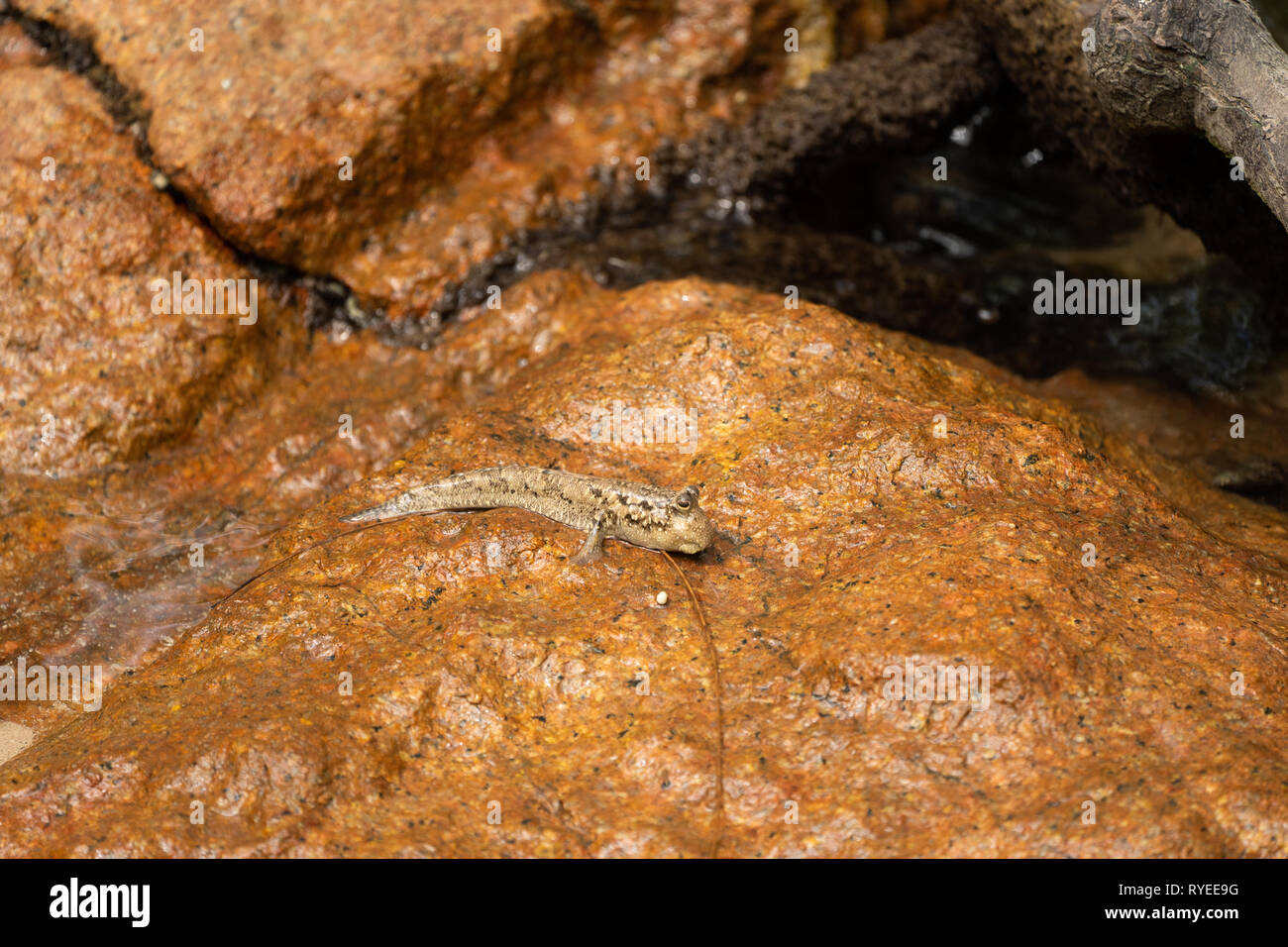 Lungfish On Land To Crawling