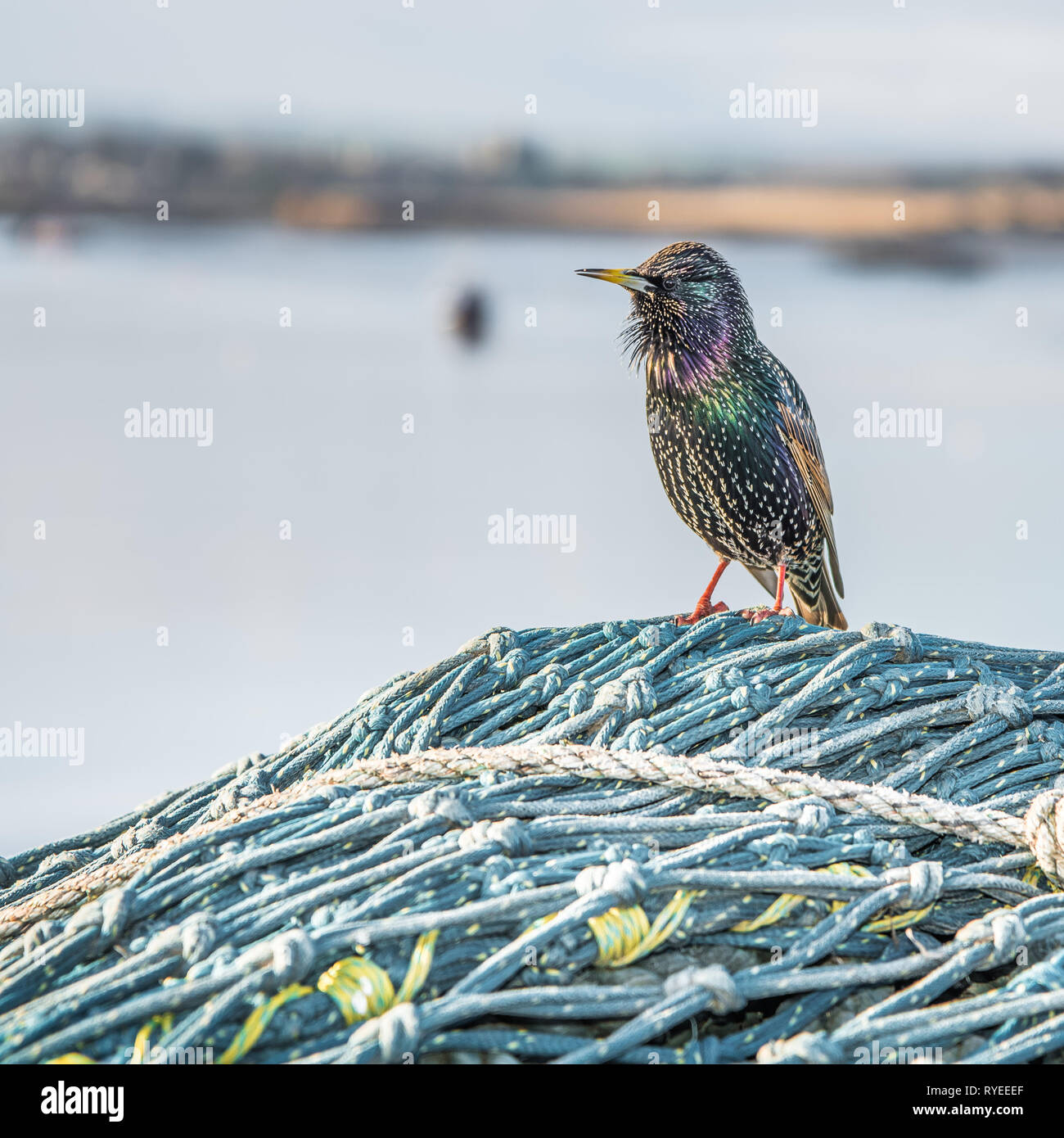 Colourful starling bird sitting on blue fishing net in the harbour ...