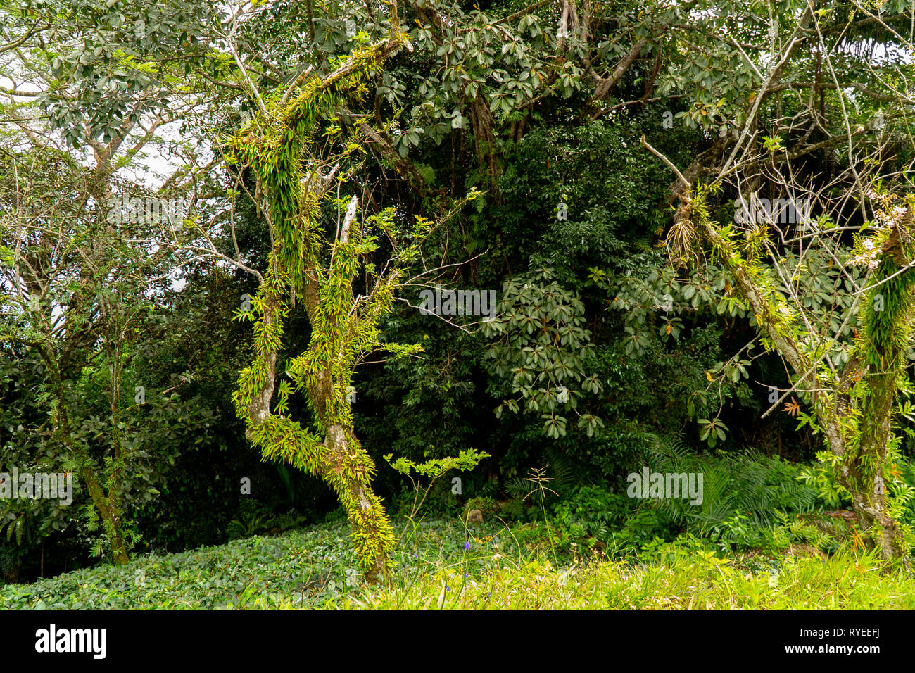 Seychelles vegetation palm trees hi-res stock photography and images ...