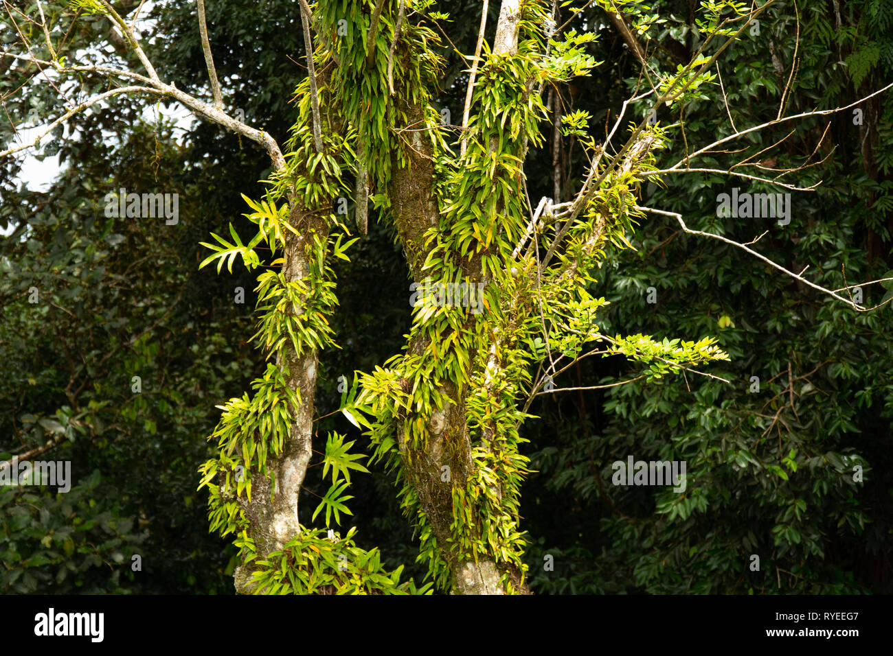 Seychelles vegetation palm trees hi-res stock photography and images ...